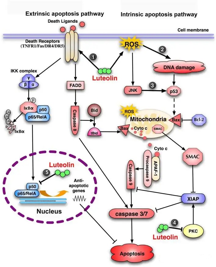The Multifaceted Anti-Cancer and Anti-Aging Potential of Luteolin ...